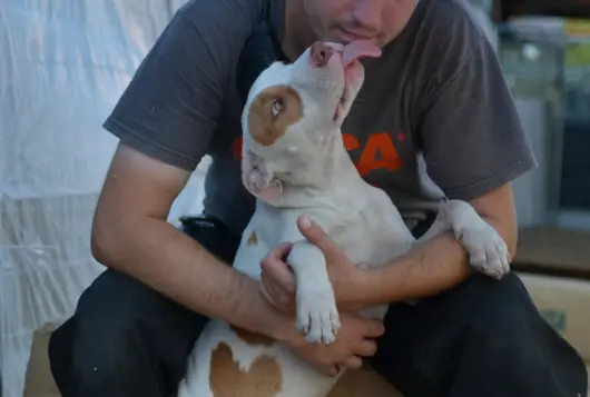 Ehren Melius | ASPCApro